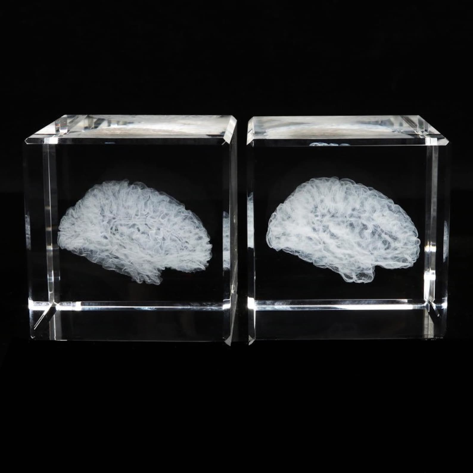 Human Brain - Set of Pial and White Matter Surface Sculptures - Etsy