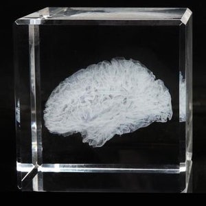 Human Brain white Matter Crystal Sculpture - Etsy