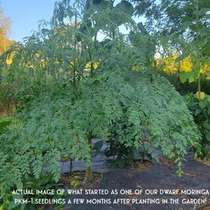 Moringa Oleifera Seedlings PKM-1 | Dwarf Drumstick Tree Live Plants ...