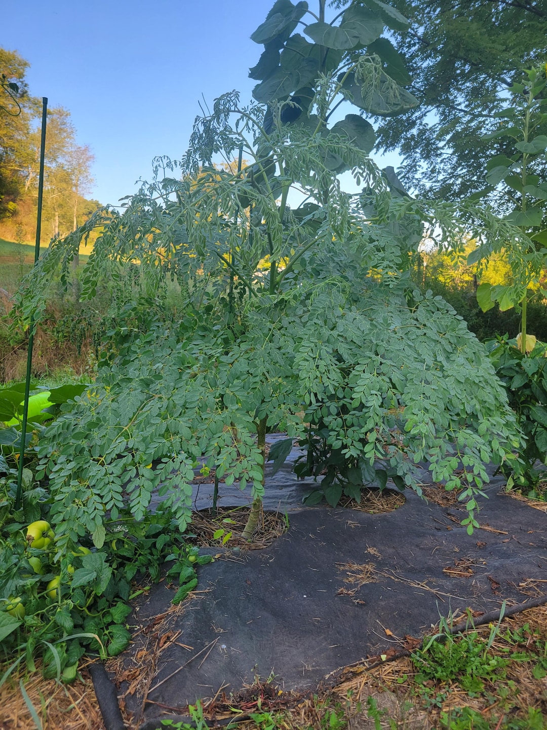 Moringa Oleifera Seedlings PKM-1 | Dwarf Drumstick Tree Live Plants ...