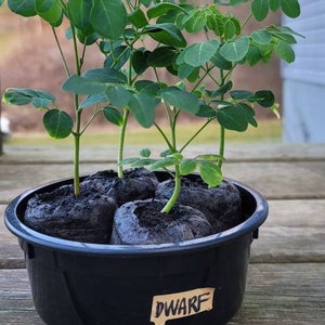 Dwarf Moringa Tree Seedlings: PKM-1 High Yield Drumstick Trees - Etsy