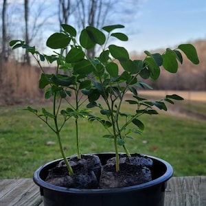 Dwarf Moringa Tree Seedlings: PKM-1 High Yield Drumstick Trees - Etsy