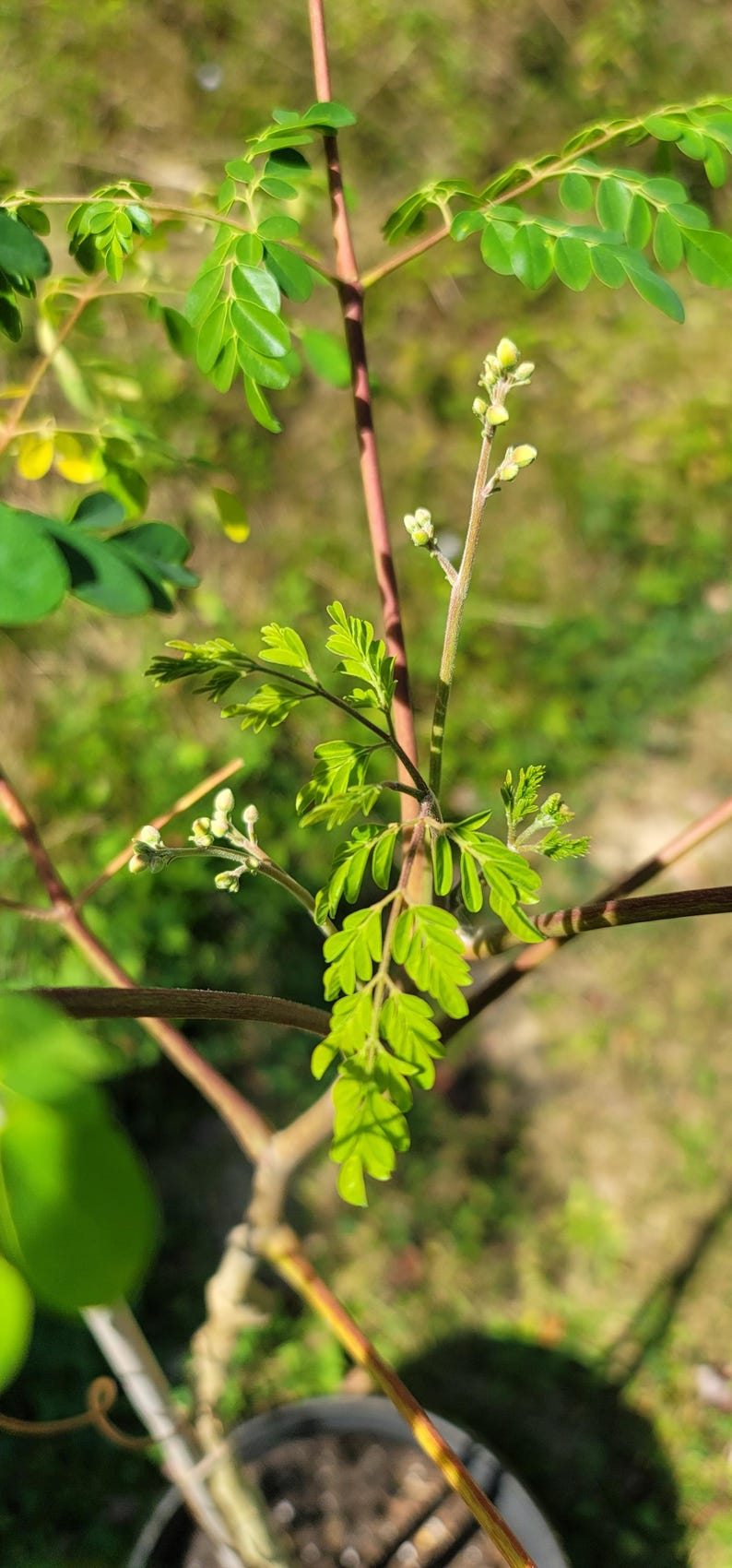 Dwarf Moringa PKM-1 Seeds Hybrid High Yield & Compact Moringa Oleifera ...