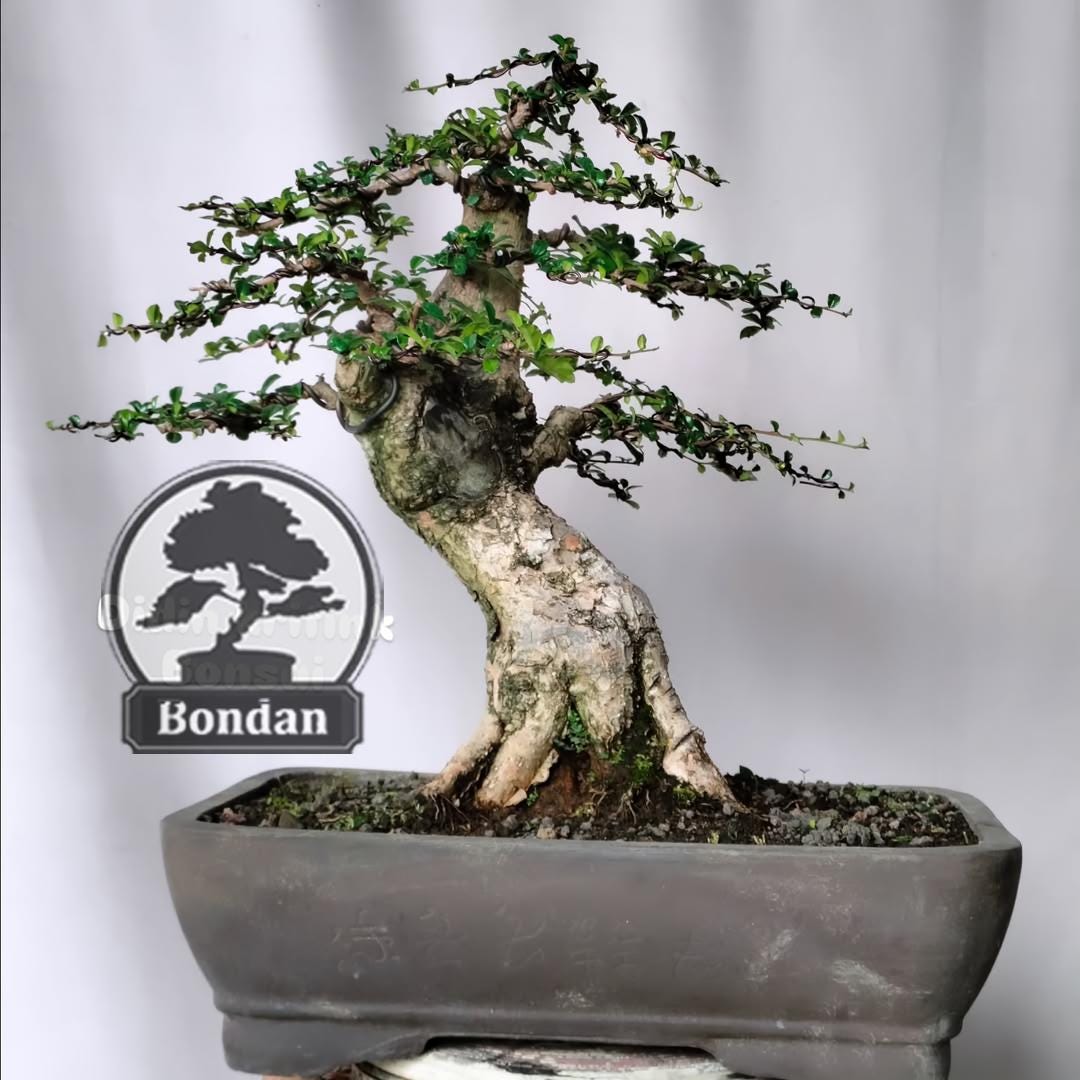 Live Bonsai Tree. Ehretia Microphylla. Bonsai Tree. Medium Size DDN009 ...