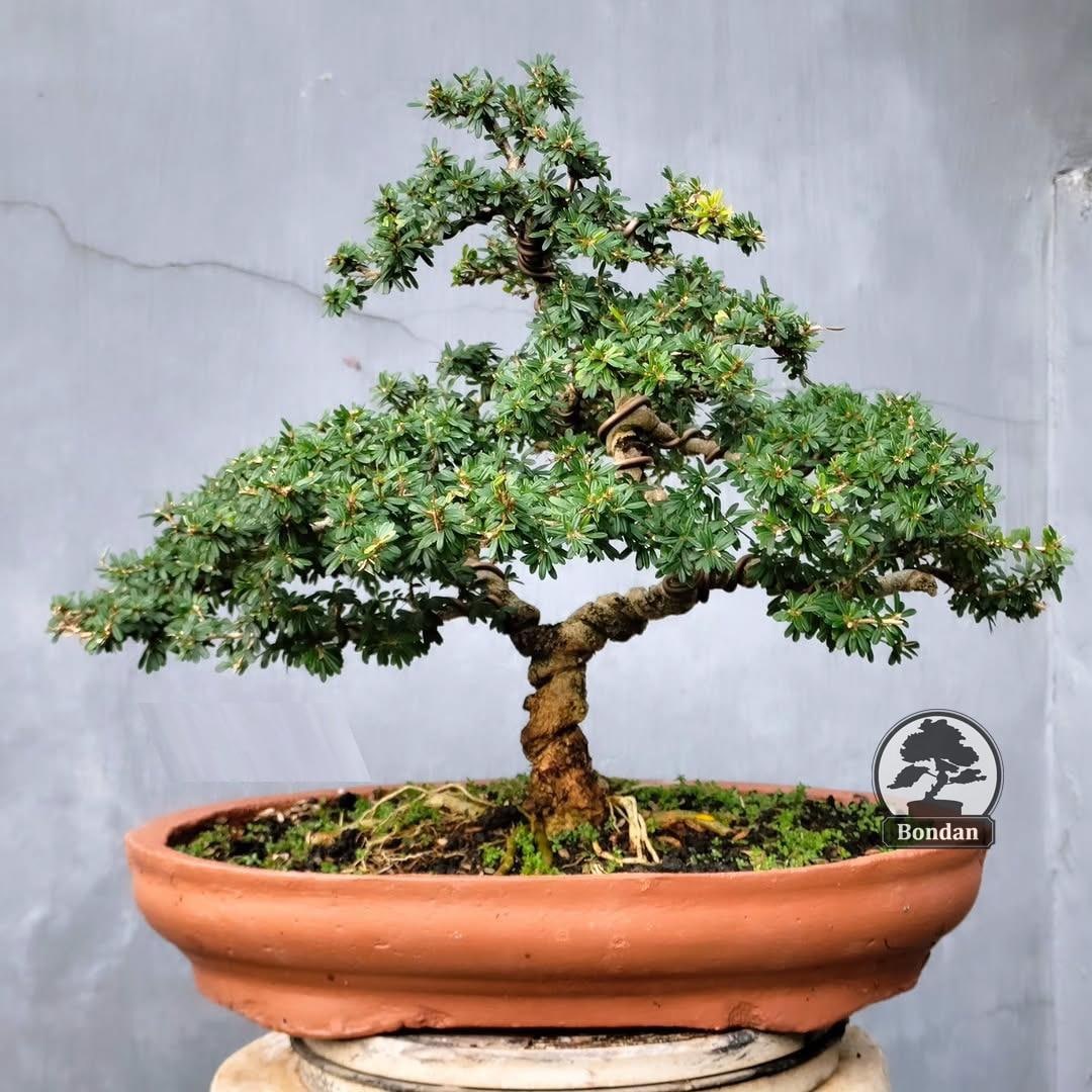 Live Bonsai Tree. Desmodium Sp. Bonsai Tree. Small Size SK025. - Ficus ...