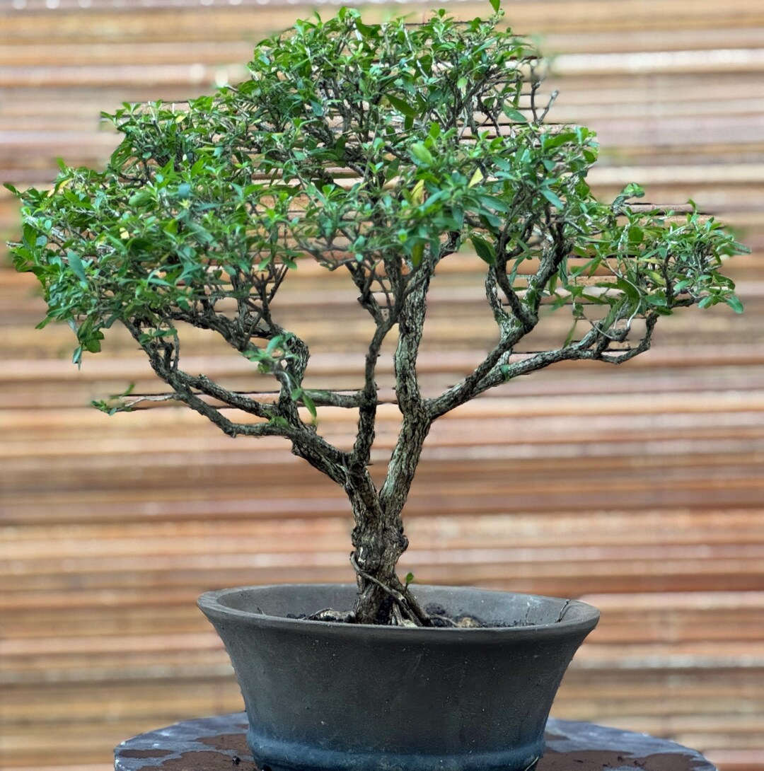 Live Bonsai Tree. Serissa Japonica Bonsai Tree. Small Size. MRZ003 ...