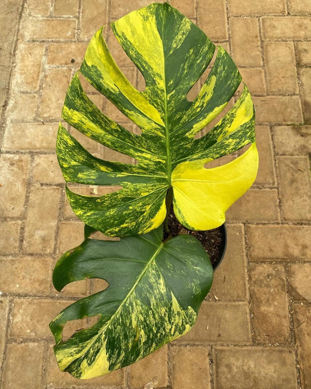 Monstera Yellow Marlyn Kunzo Very Rare Free Phytosanitary. - Etsy
