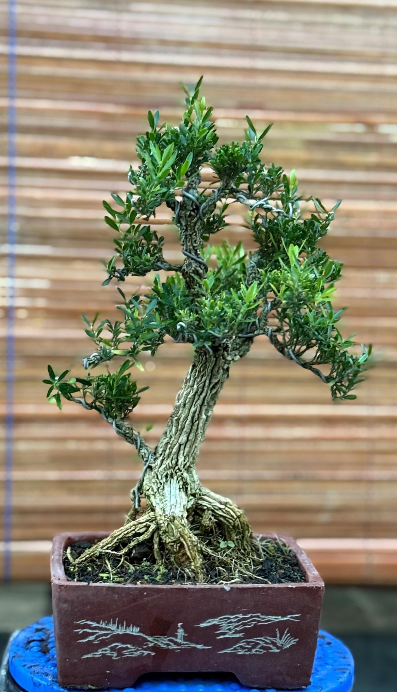 Live Bonsai Tree. Buxus Boxwood Harland. Boxus Bonsai Tree. Small Size ...