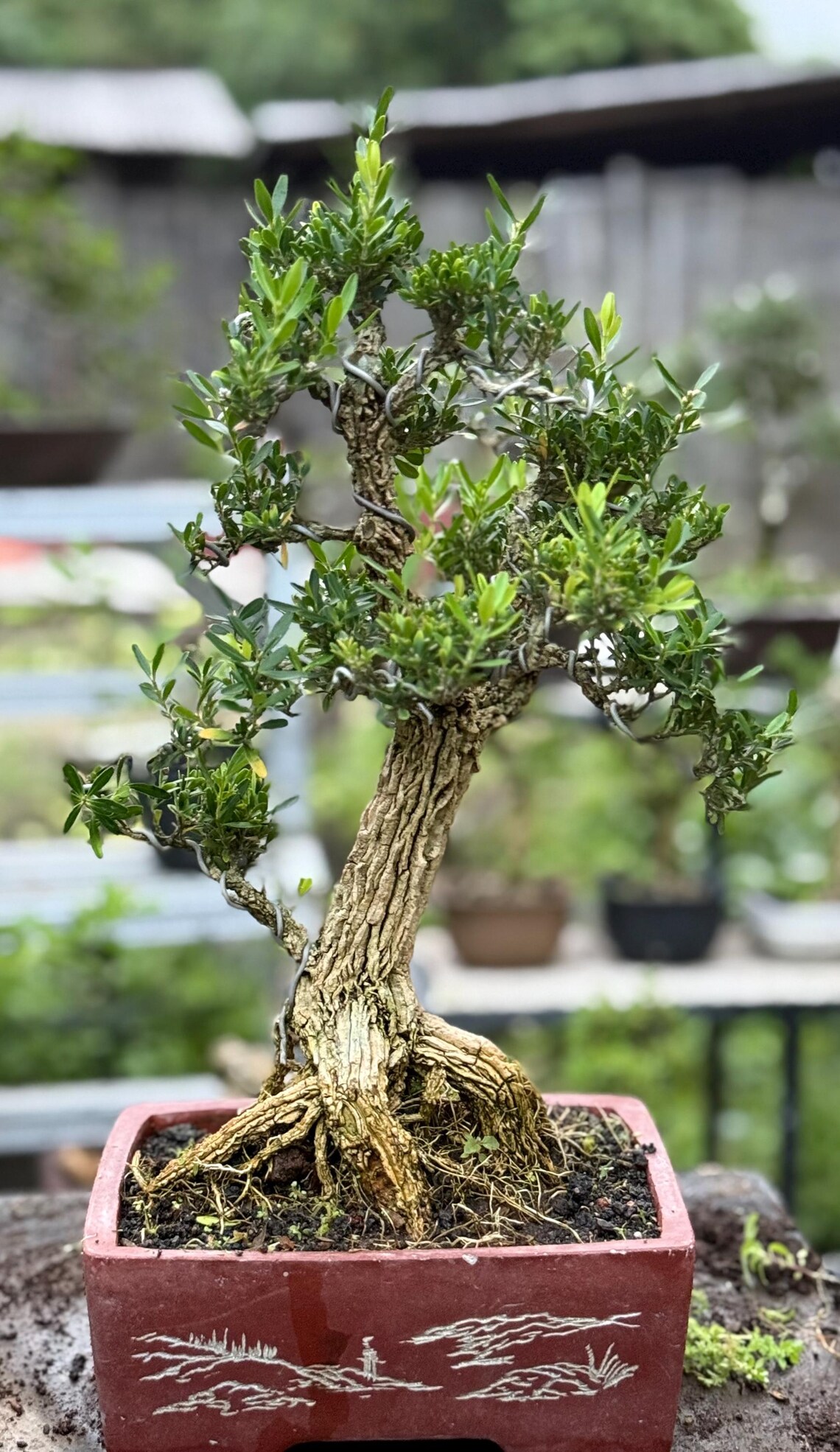 Live Bonsai Tree. Buxus Boxwood Harland. Boxus Bonsai Tree. Small Size ...