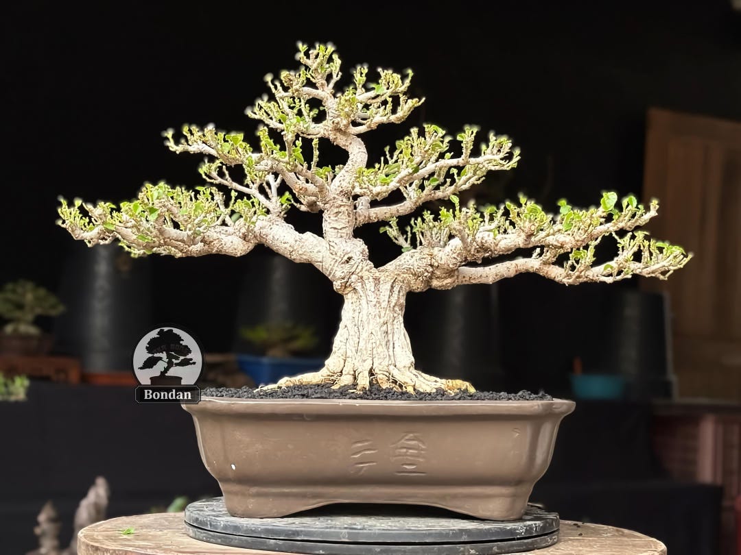 Live Bonsai Tree. Hibiscus Tiliaceus. Bonsai Tree. Small Size SK024 ...