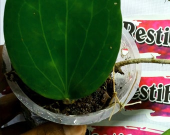 Hoya Nicholsoniae - Etsy