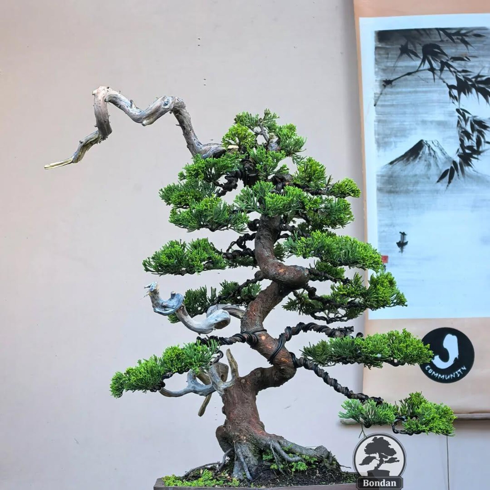 Live Bonsai Tree. Juniperus Chinensis. Medium Size RZ048. - Ficus ...
