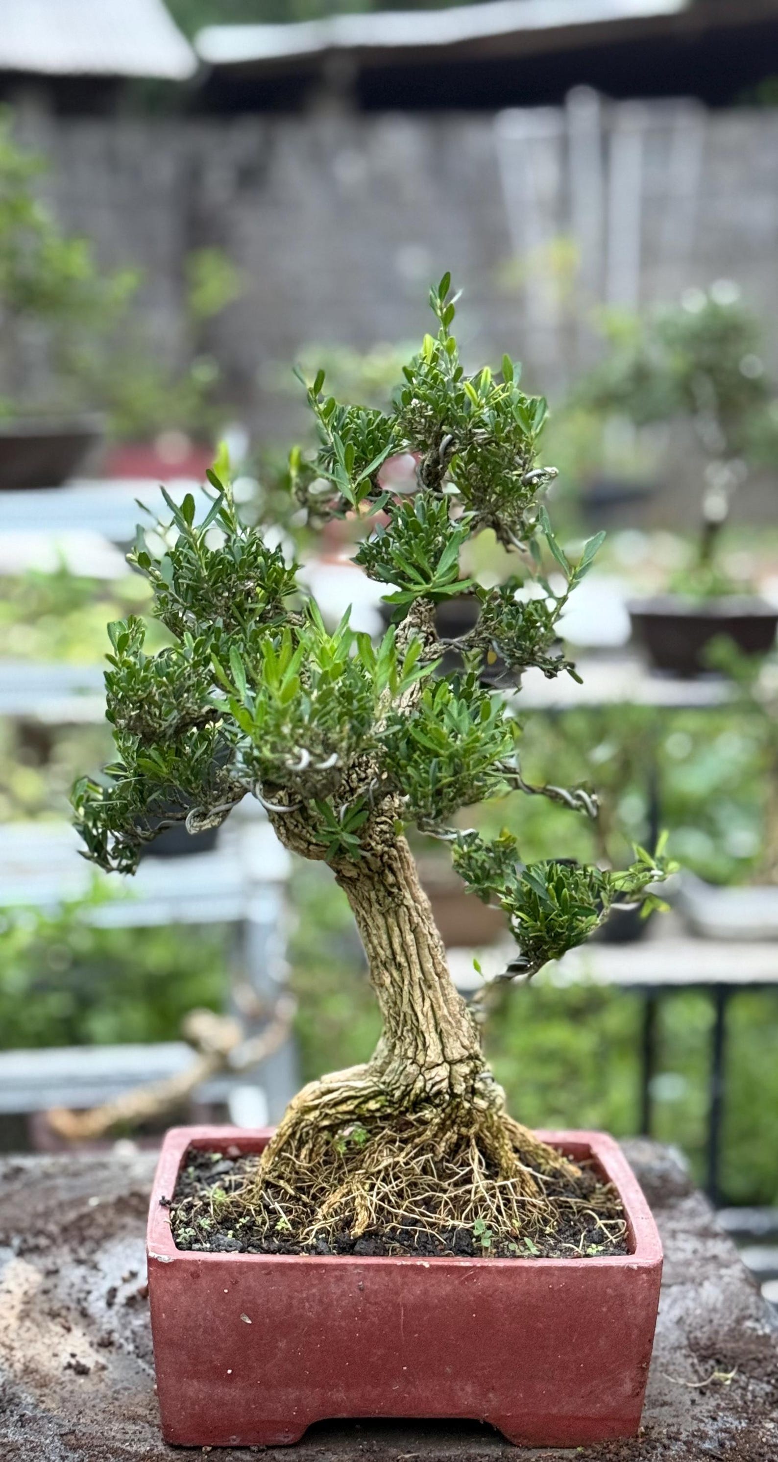 Live Bonsai Tree. Buxus Boxwood Harland. Boxus Bonsai Tree. Small Size ...