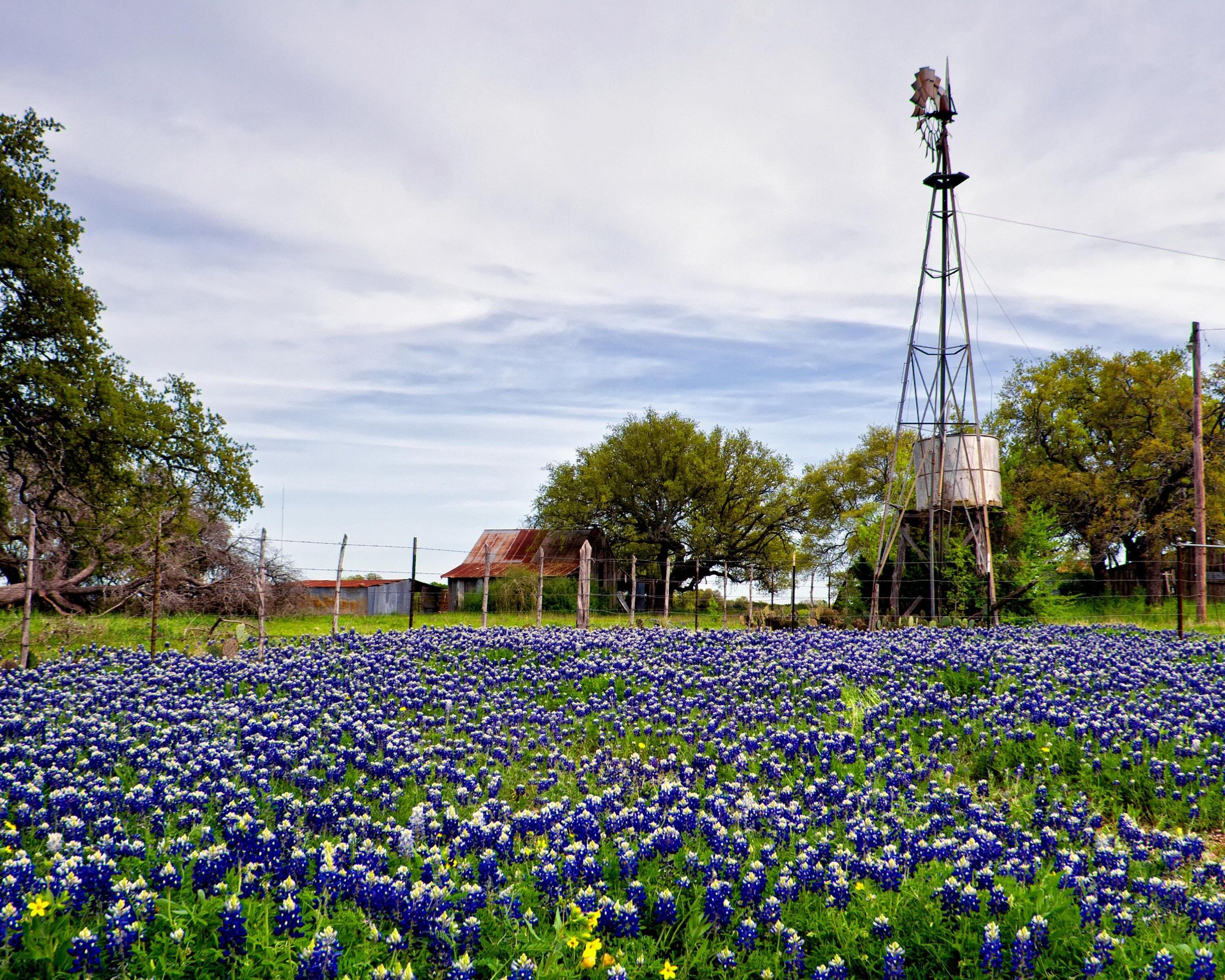 Bluebonnets, Windmill, Fence Photo, Texas Country Home Decor ...