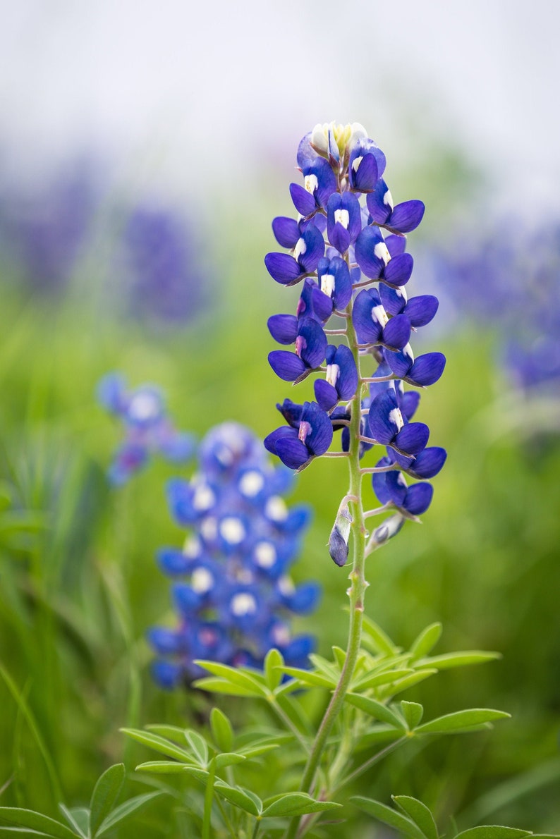 Bluebonnet Photo Texas Home Decor Wildflower Botanical - Etsy