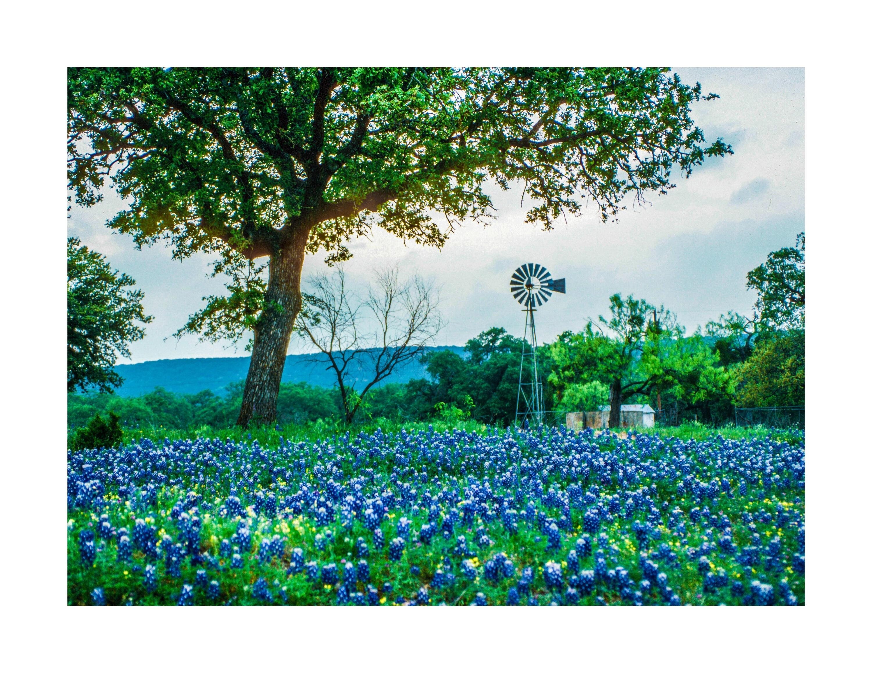 Bluebonnets, Tree and Windmill, Landscape Photo, Wall Decor, Nature ...