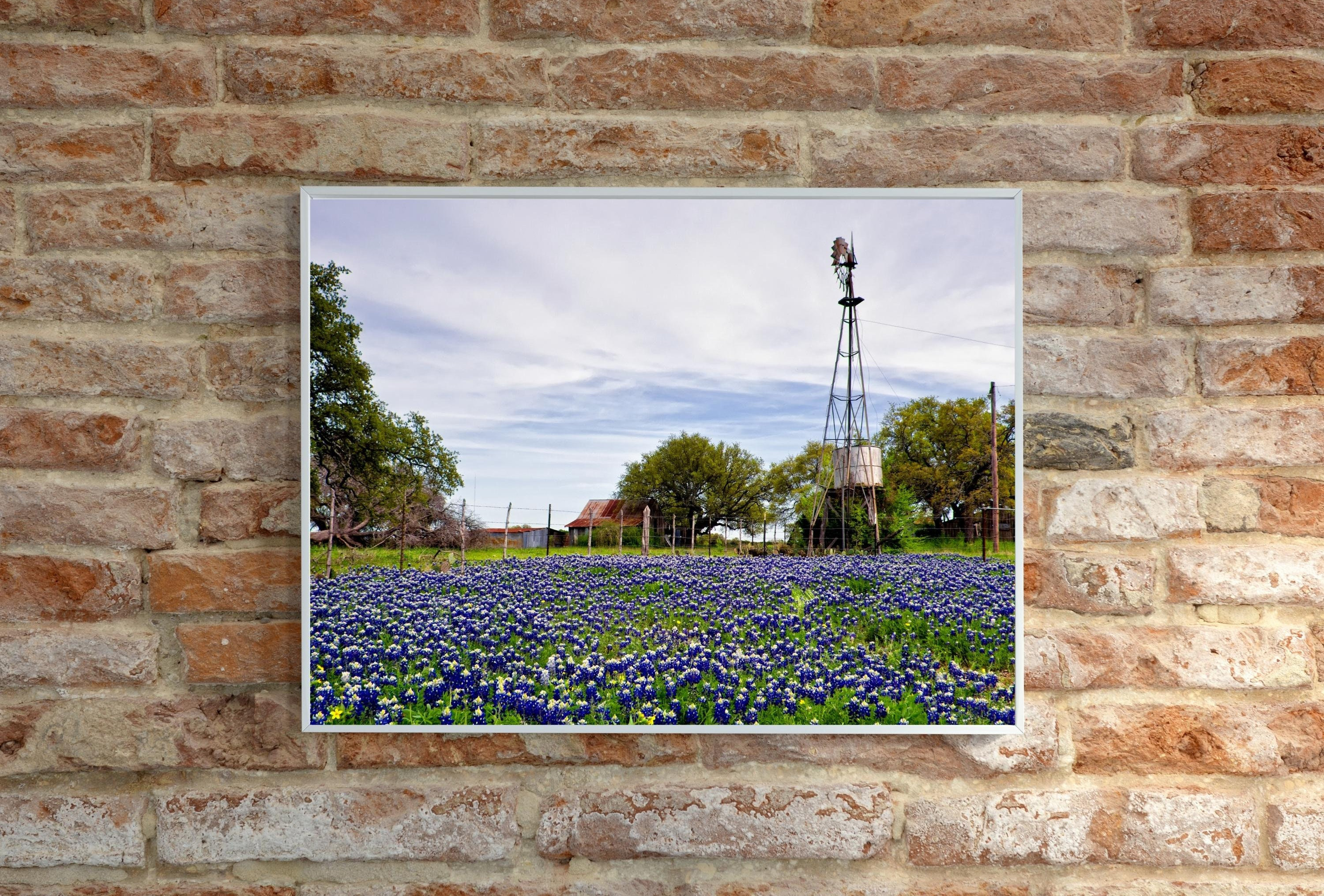 Bluebonnets, Windmill, Fence Photo, Texas Country Home Decor ...