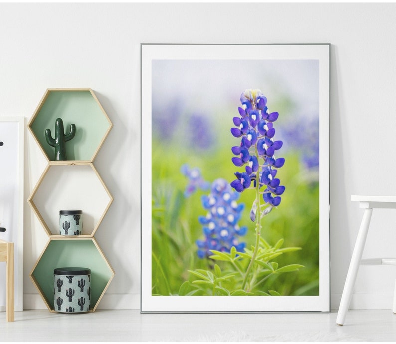Bluebonnet Photo, Texas Home Decor, Wildflower, Botanical, Floral Wall ...