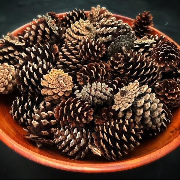 Pine Cone Rustic - Etsy