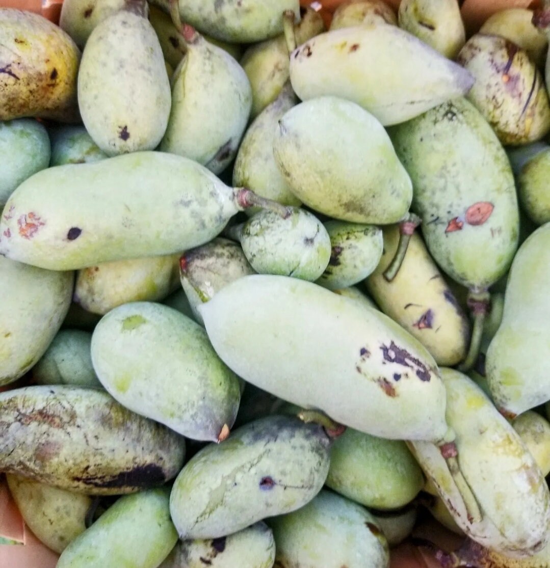 North American Paw-paw Trees (asimina Triloba) - Etsy