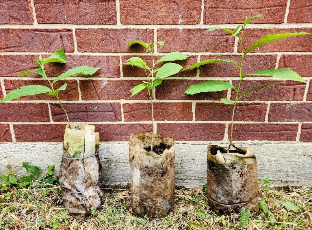 North American Paw-paw Trees (asimina Triloba) - Etsy