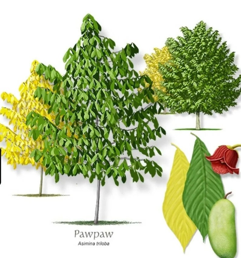 North American Paw-paw Trees (asimina Triloba) - Etsy