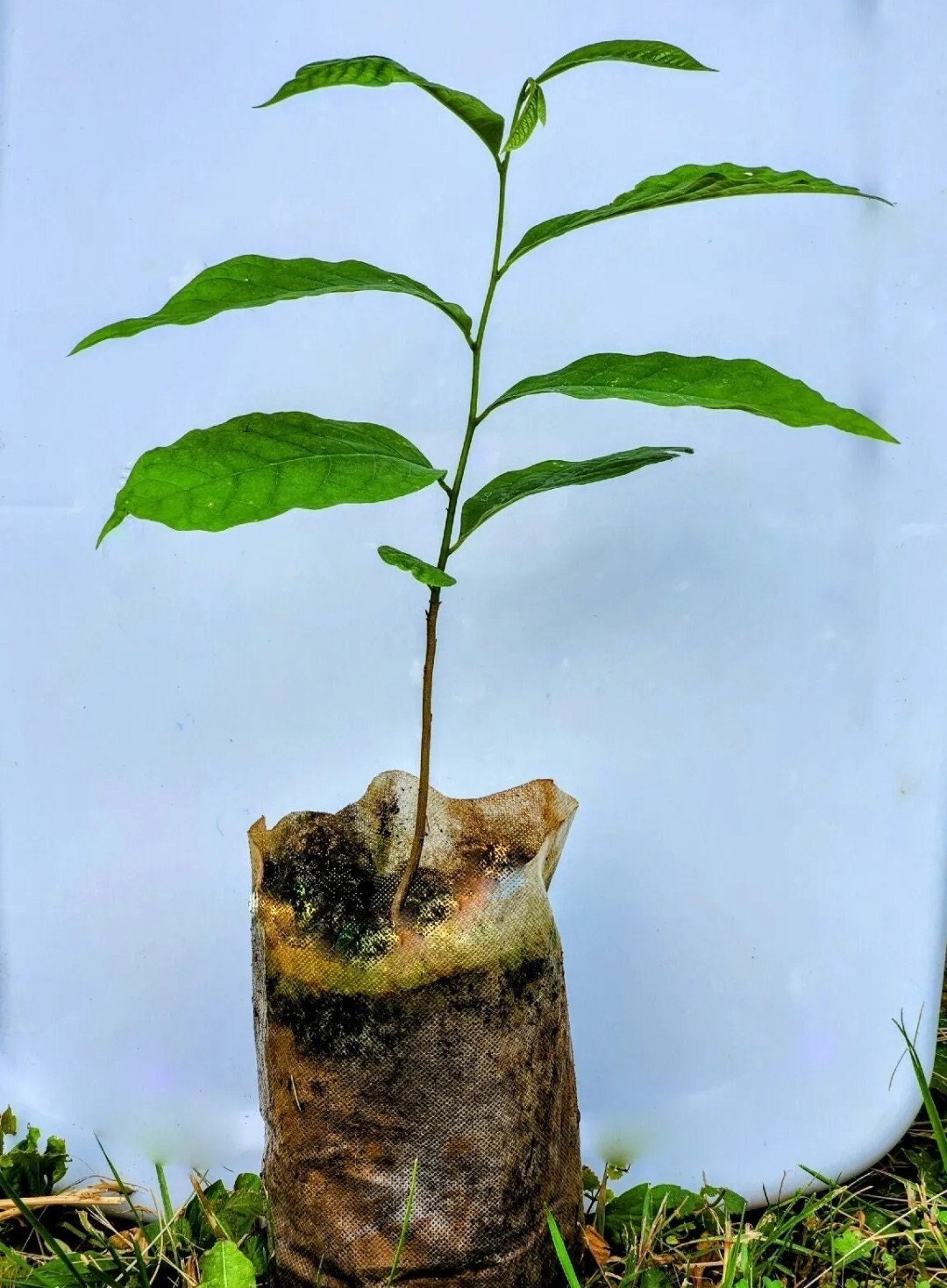 North American Paw-paw Trees (asimina Triloba) - Etsy