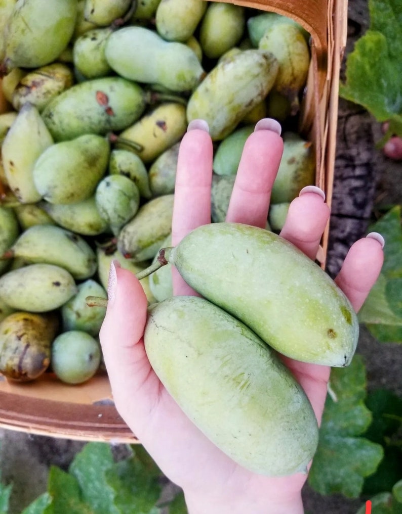 North American Paw-paw Trees (asimina Triloba) - Etsy