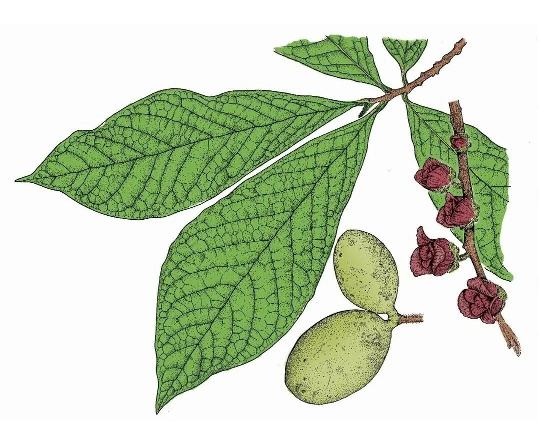 North American Paw-paw Trees (asimina Triloba) - Etsy