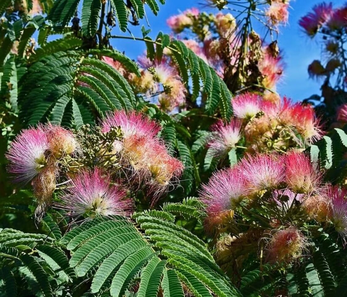 Mimosa Tree Saplings - Etsy UK