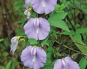 Atlantic Pigeonwings Clitoria Mariana - Etsy