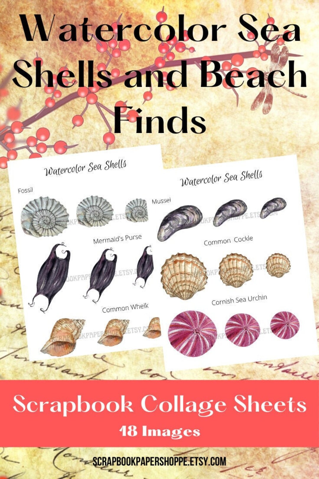 Shells Digital Collage Sheet Digital Download Digital Sea Shells and ...