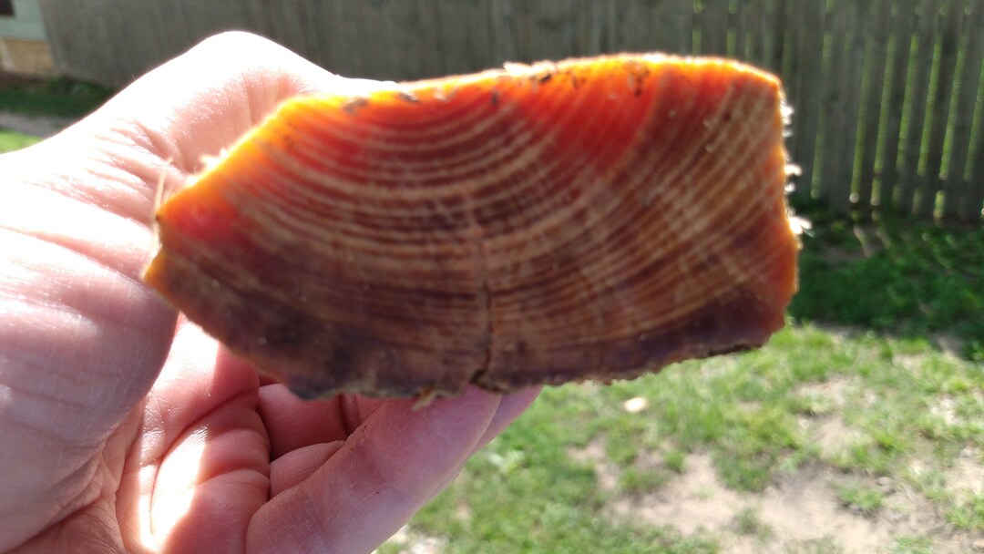 100 Year Old Fatwood Austrian Pine Fire Starter for Camping and Bush ...