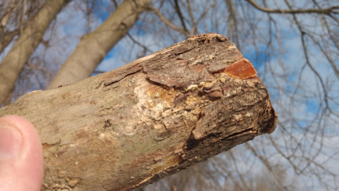 Knotty Fatwood Branch High Octane Red Pine for Fire Starter or Wood ...