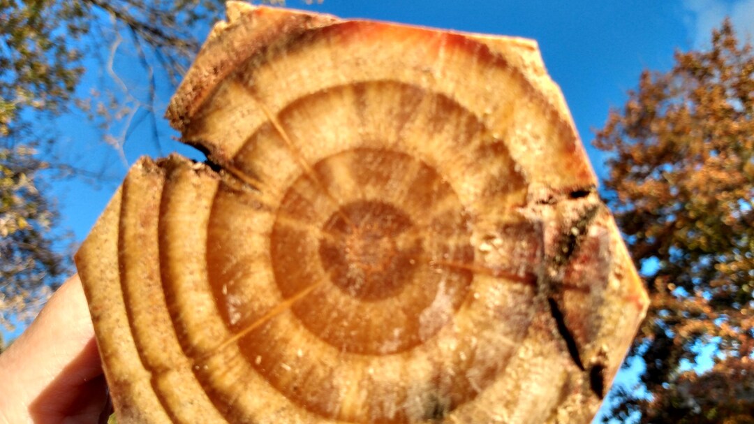 Austrian Fatwood Log (for Fire Starter) - Etsy
