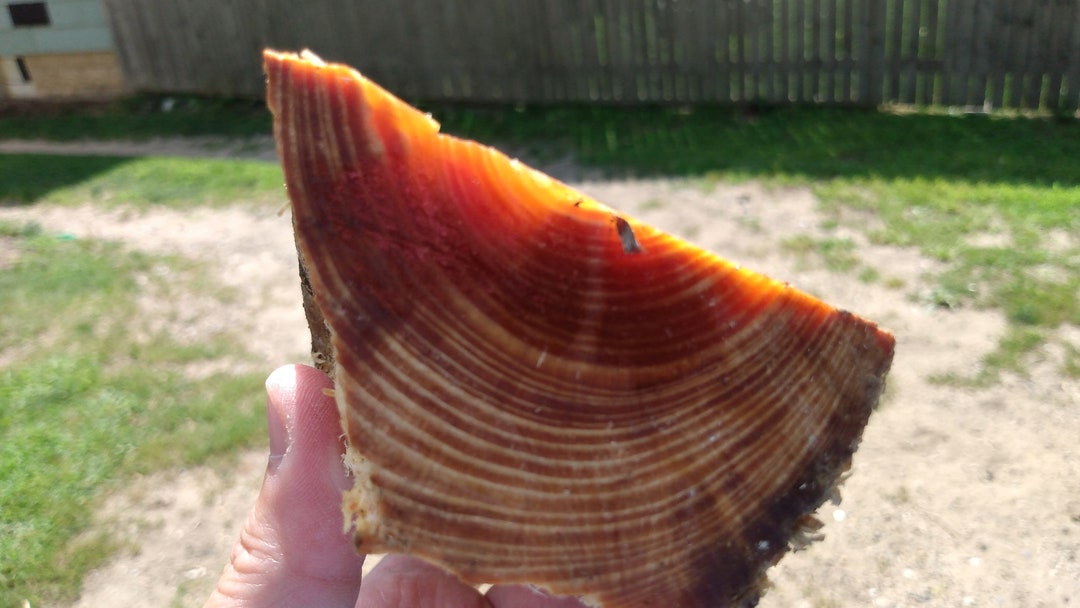 100 Year Old Fatwood Austrian Pine Fire Starter for Camping and Bush ...