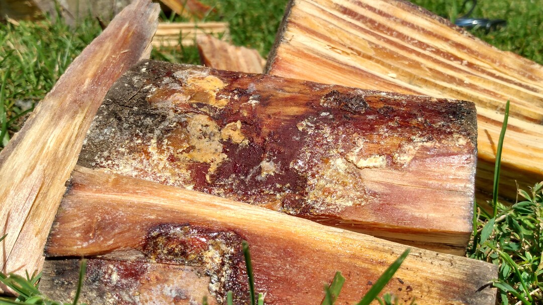 Red Pine Fatwood Fire Starter Tree Trunk / Tree Core Fatwood From Steve ...