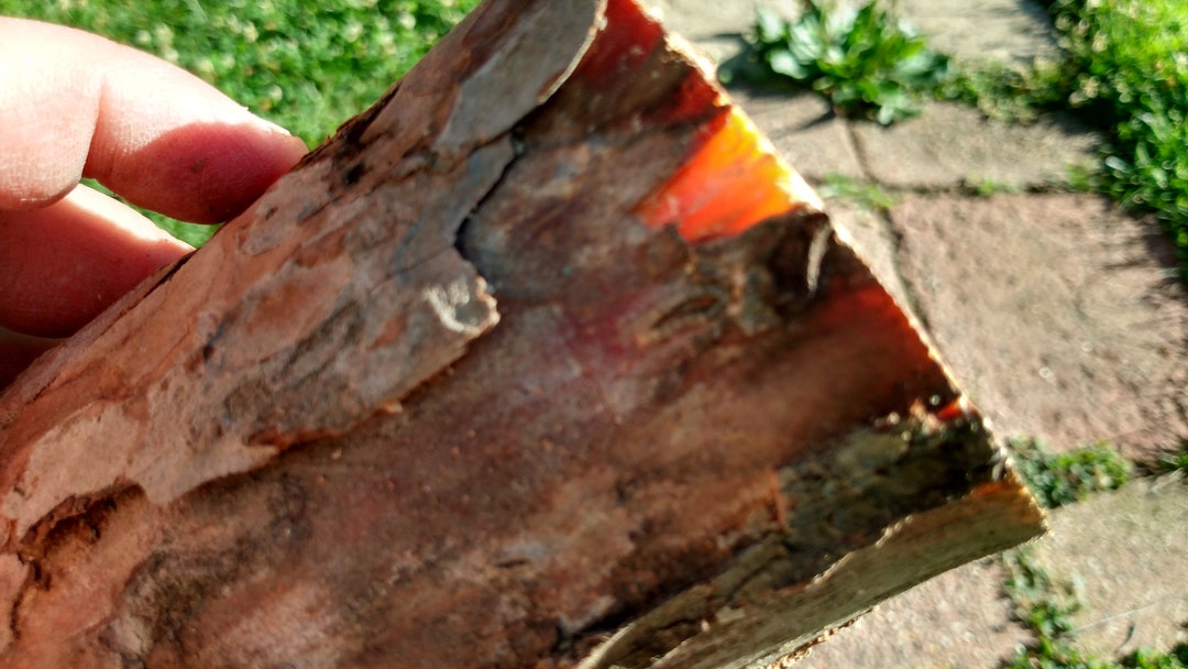 High Octane Red Pine Fatwood Single Solid Branch for Fire Making Fire ...