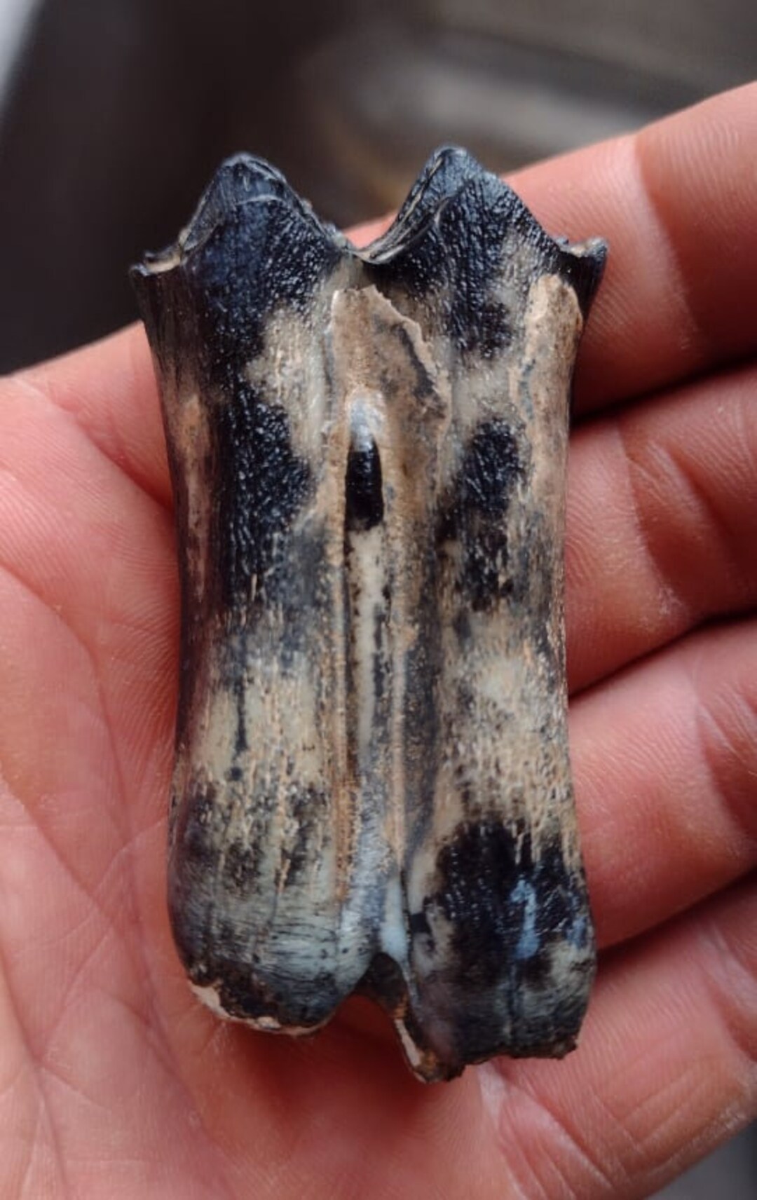 Historic Bison Tooth Lower Molar Blue Vivianite Mineralization - Etsy