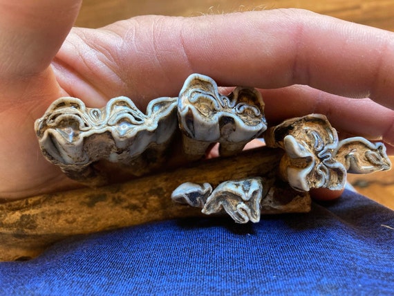 Historic Bison Teeth and Partial Jaw Bone - Etsy