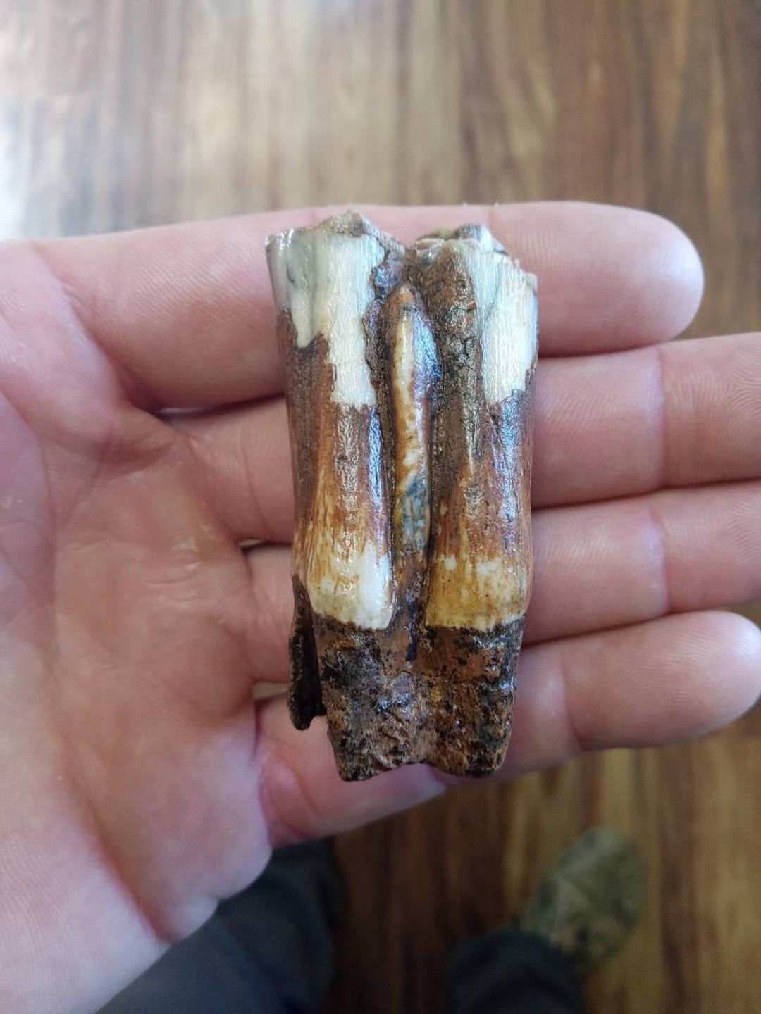Historic Bison Tooth - Etsy