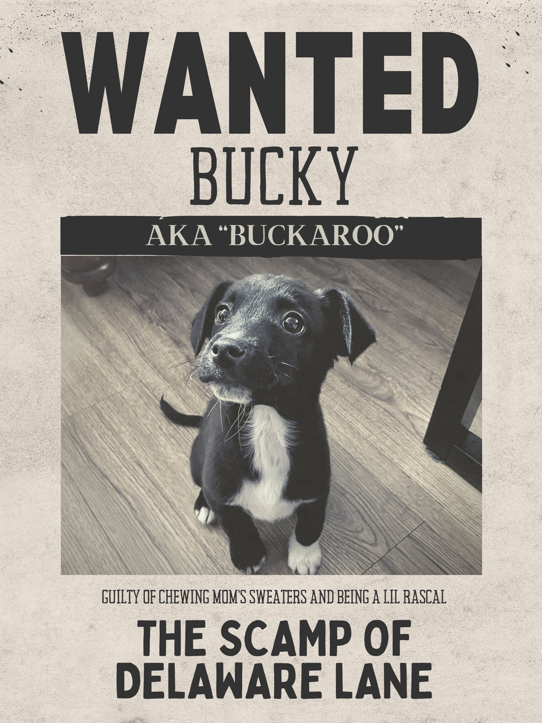 Pet WANTED Poster - Customizable - Etsy