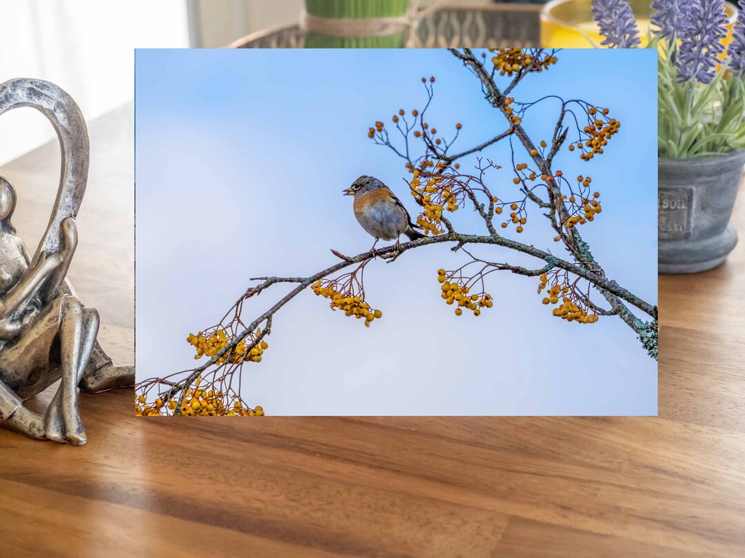 Brambling Blank Greeting Birthday Card. - Etsy