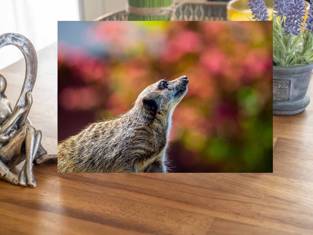 Meerkat Blank Greeting / Birthday Card. - Etsy