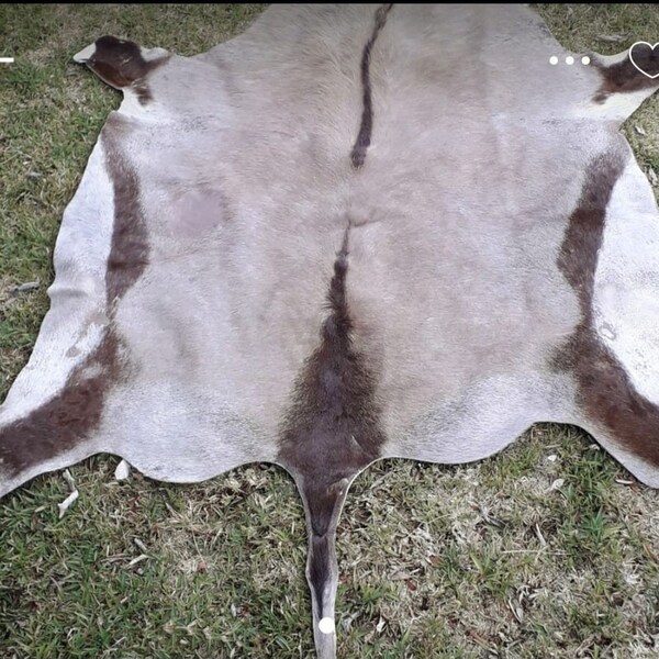 Springbok Hide - Etsy
