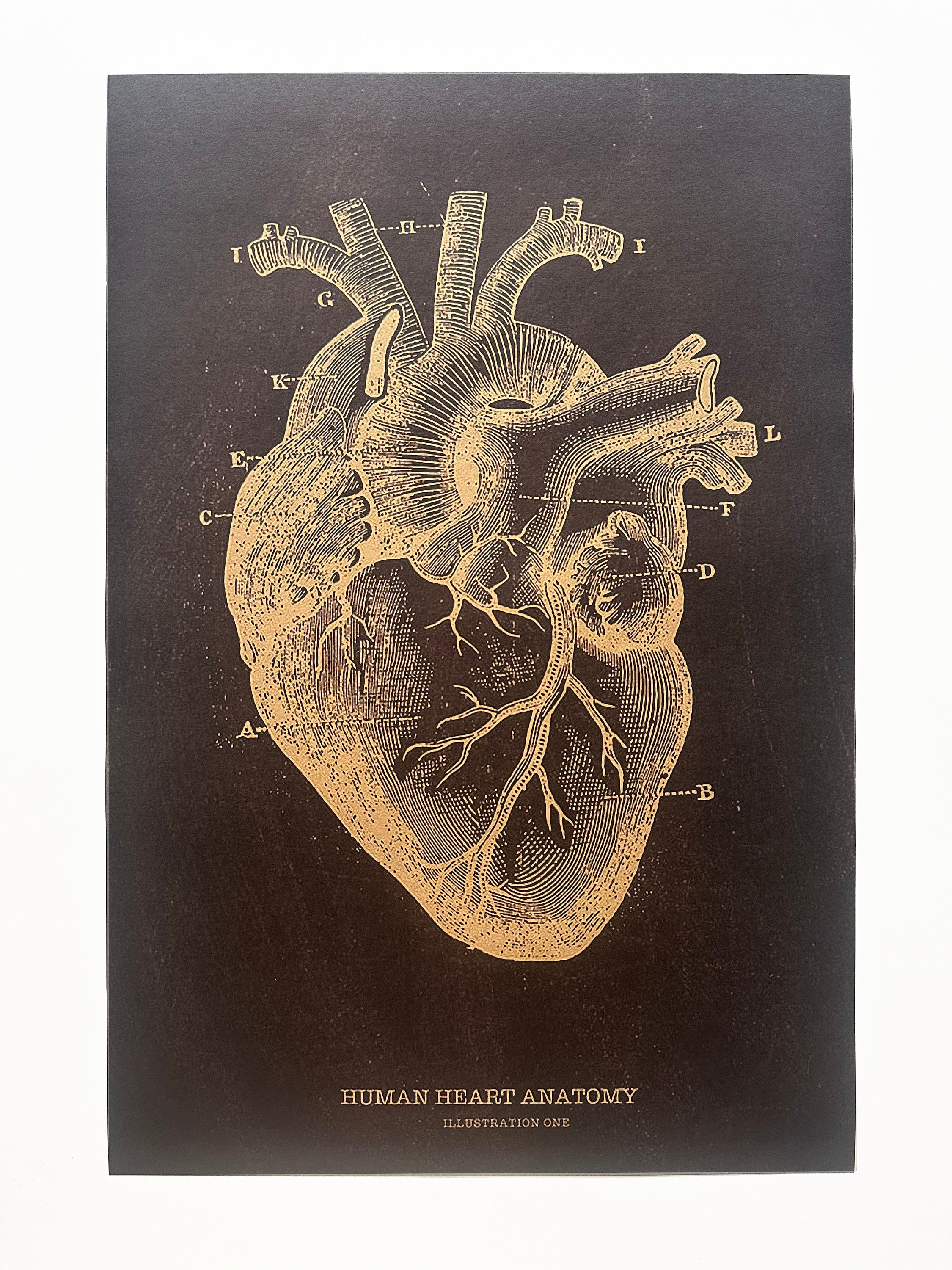 Human Heart Poster Human Anatomy Print Human Heart Print Heart Wall ...