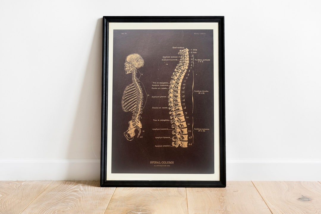 Human Spinal Poster Human Spine Print Medical Poster Anatomy Wall Print ...