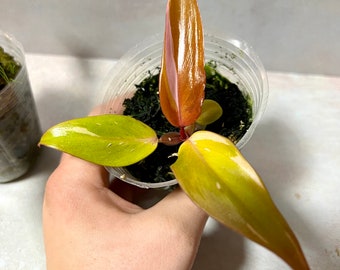 Philodendron Persimmon Princess - Etsy