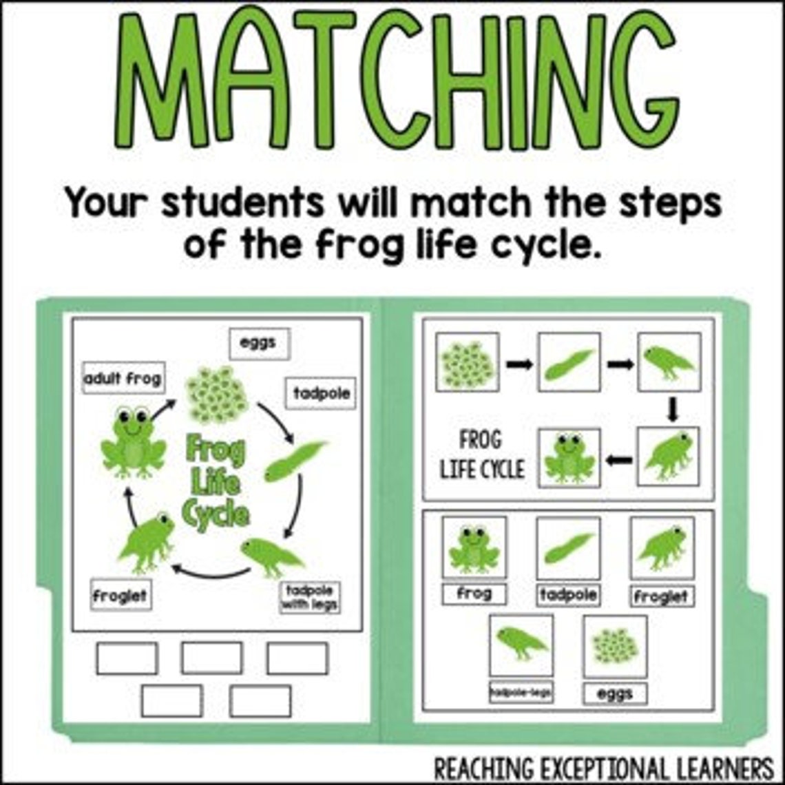 Frog Life Cycle File Folder Activity - Etsy