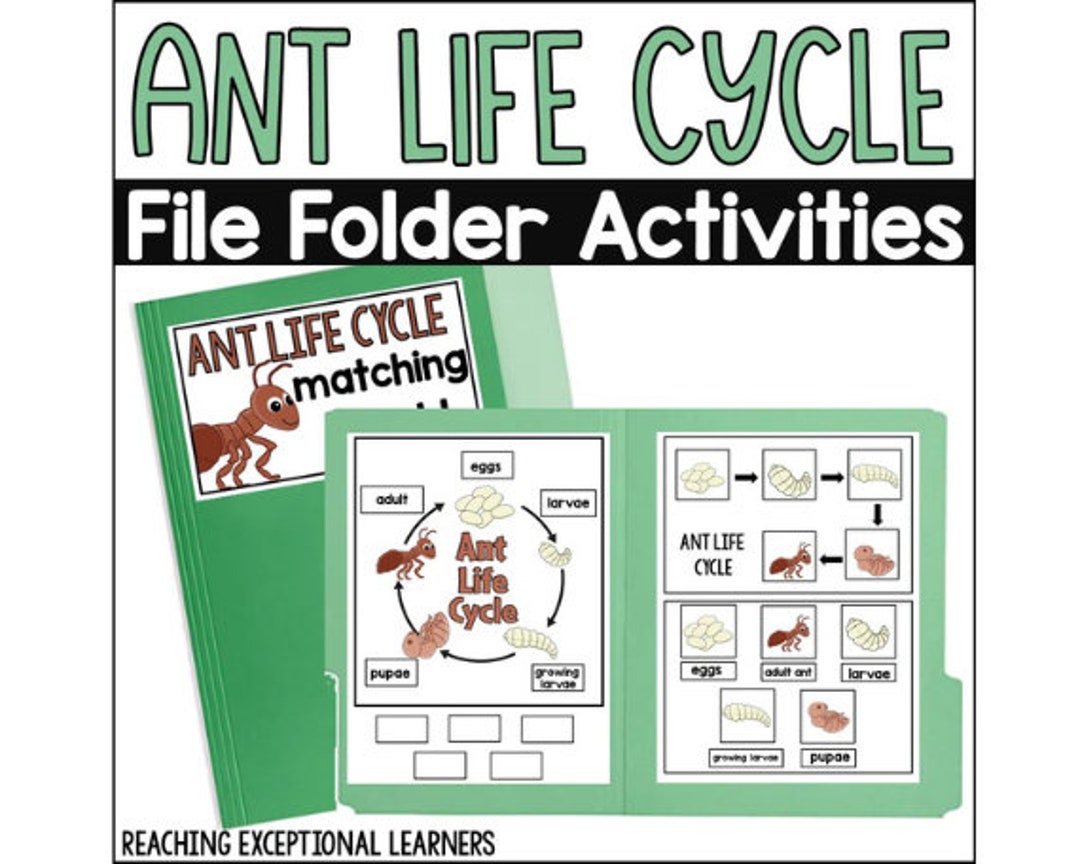 Ant Life Cycle File Folder Activity - Etsy